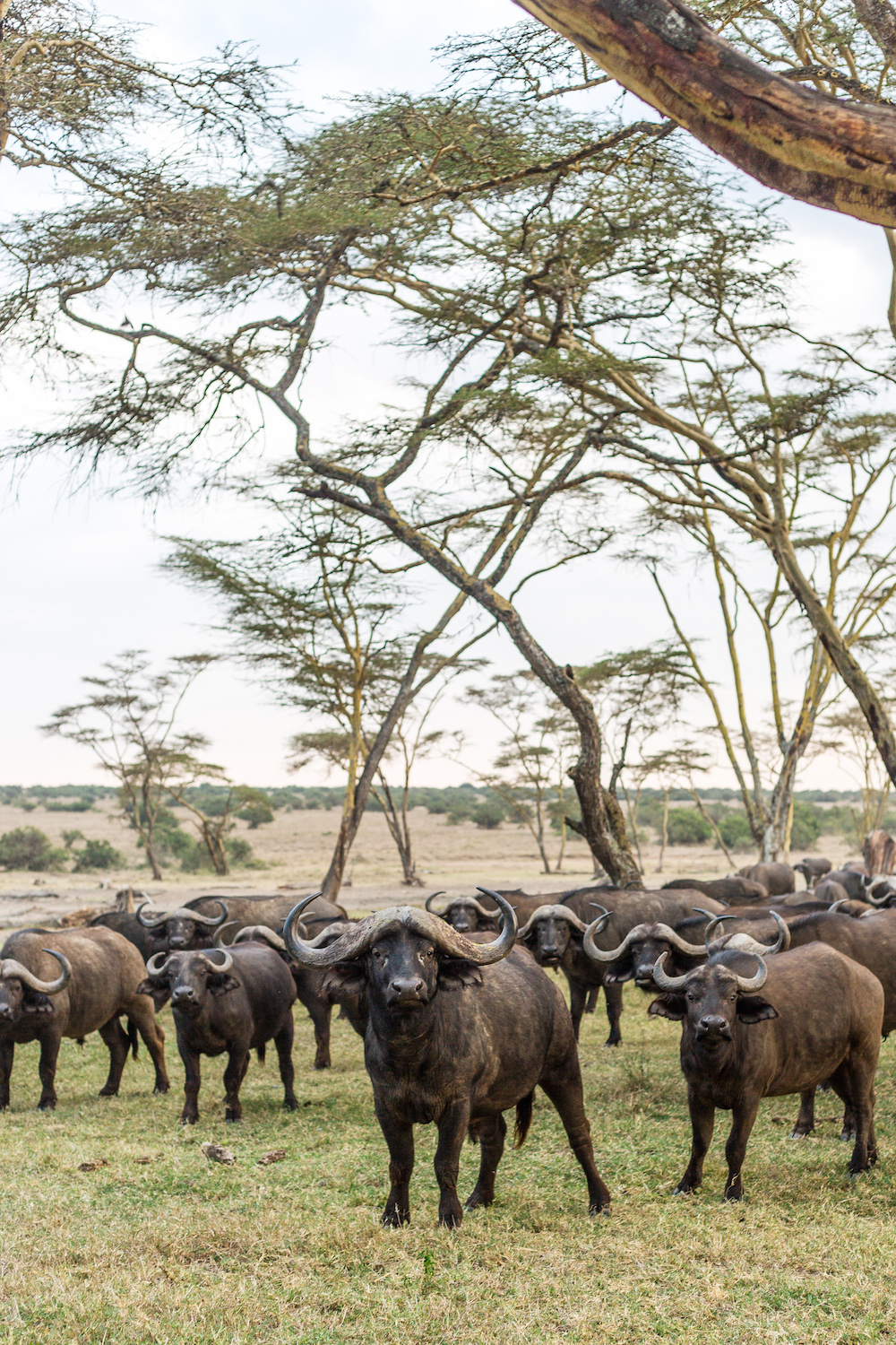 OUR HONEYMOON, PART FOUR: SOLIO LODGE | Design Darling