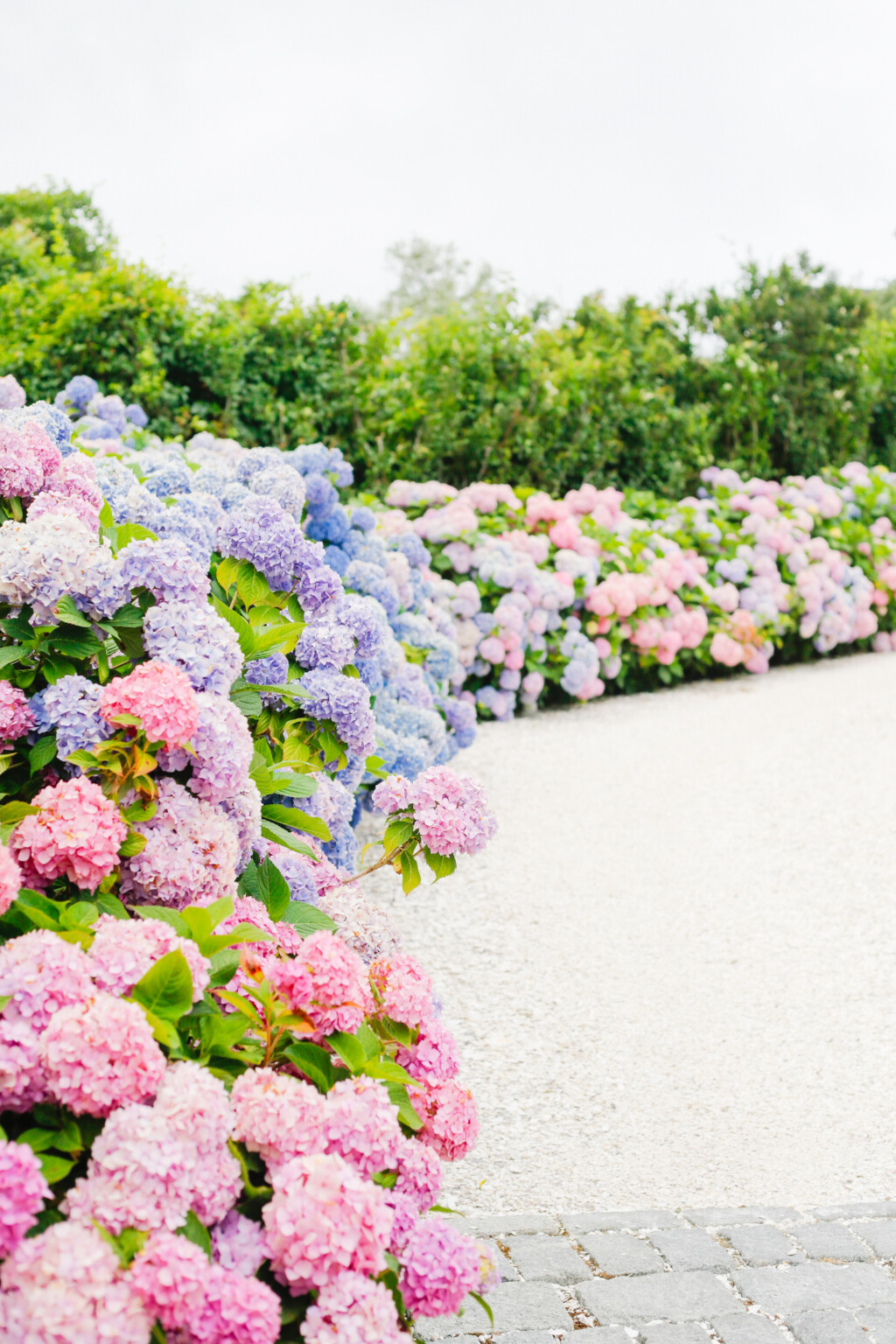 THE BEST PLACES TO SEE HYDRANGEAS ON NANTUCKET | Design Darling
