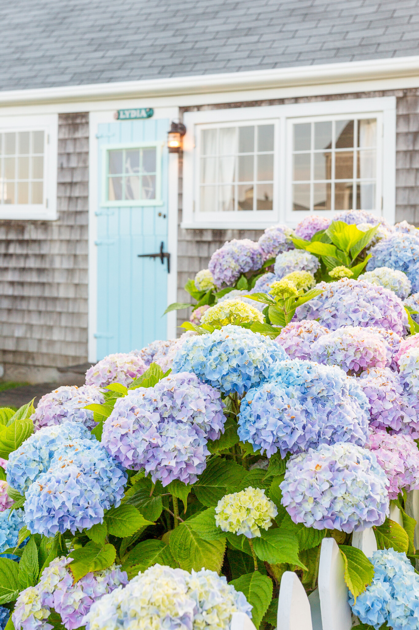 THE BEST PLACES TO SEE HYDRANGEAS ON NANTUCKET | Design Darling