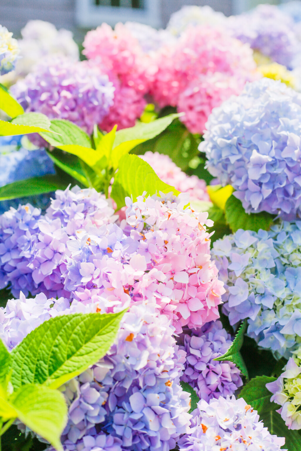 THE BEST PLACES TO SEE HYDRANGEAS ON NANTUCKET | Design Darling