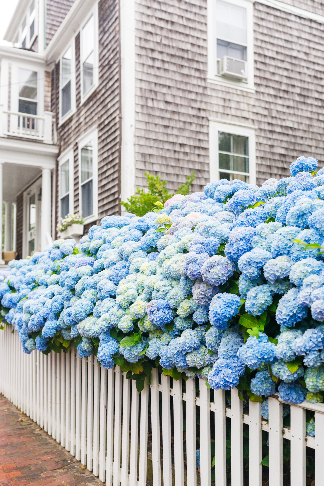 THE BEST PLACES TO SEE HYDRANGEAS ON NANTUCKET | Design Darling