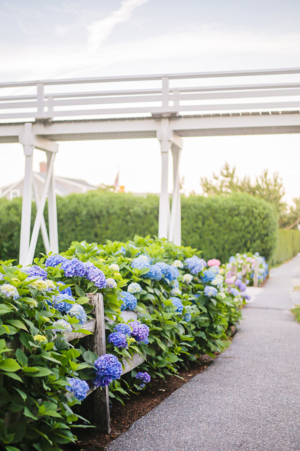 THE BEST PLACES TO SEE HYDRANGEAS ON NANTUCKET | Design Darling