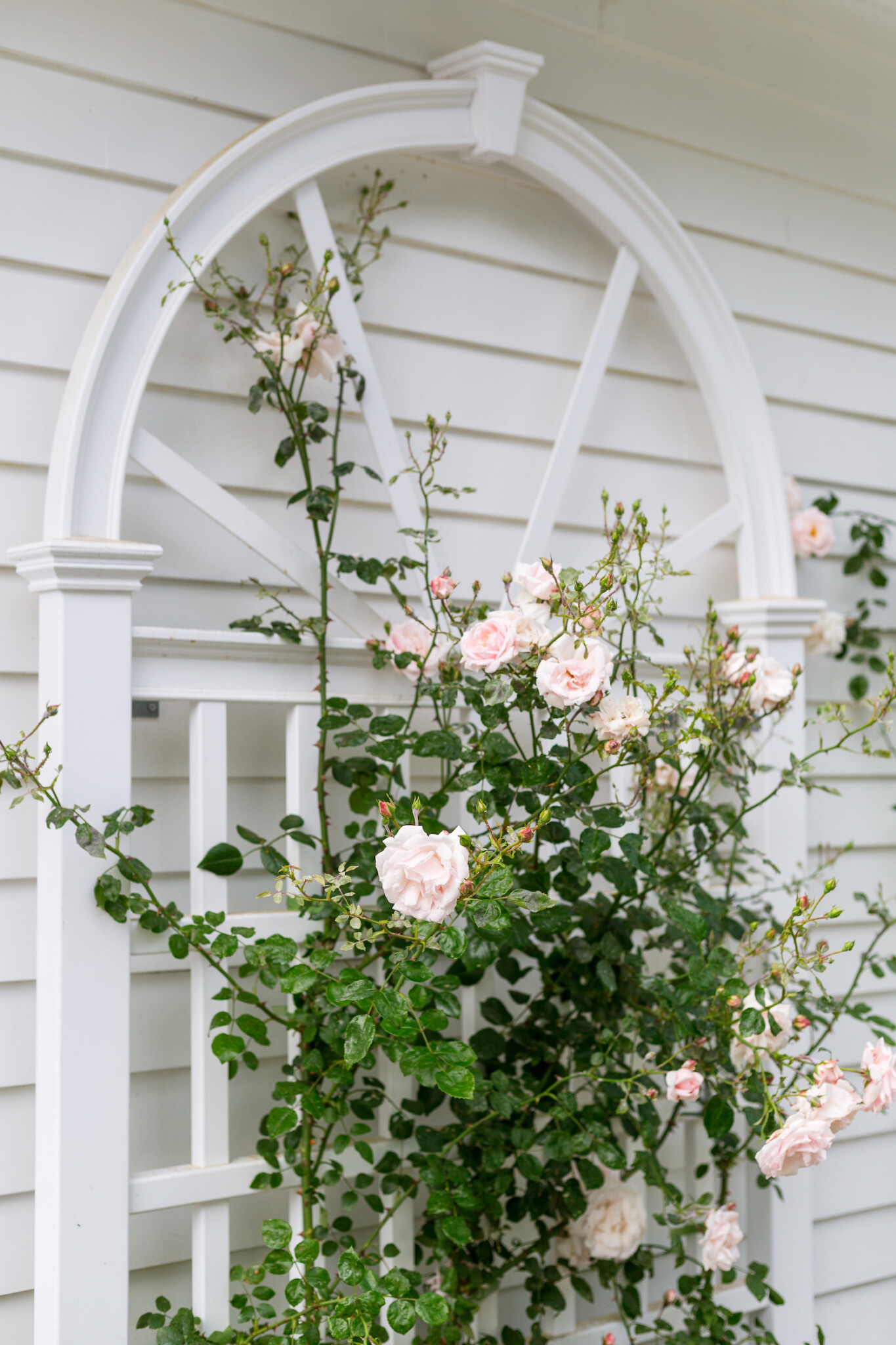 CLIMBING ROSE TRELLISES IN OUR BACKYARD | Design Darling